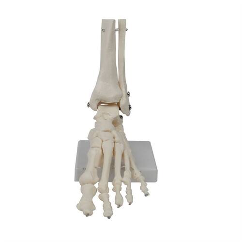 Modelo de Articulação do Pé, Modelo de Anatomia Humana, | Extra