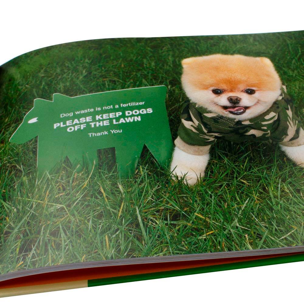 15 Curiosidades Sobre Boo O Cachorro Mais Fofo Do Mundo